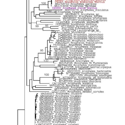 Phylogenetic Analysis Of Its2 Using Maximum Likelihood Method Its2
