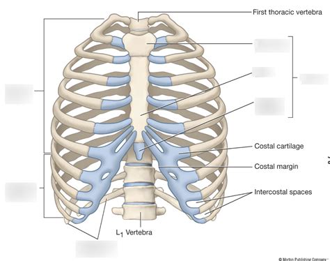 Thoracic Cage Labeling Diagram Quizlet