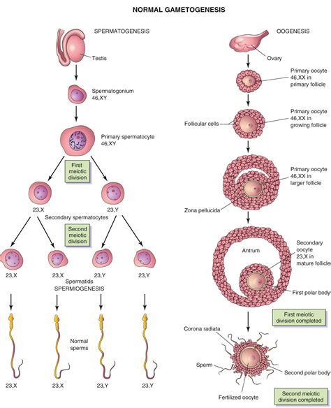 First Week Of Human Development Clinical Tree