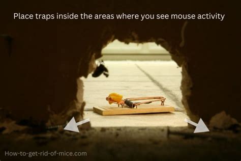 10 Of The Best Mouse Trap Baits To Catch Mice Fast