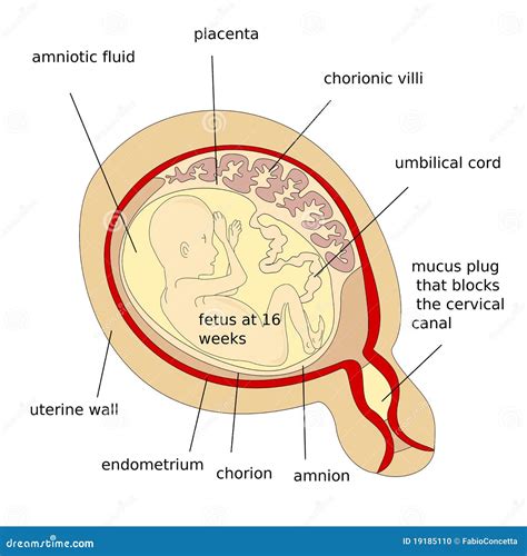 Foetus Humain Illustration Stock Illustration Du Maternité 19185110