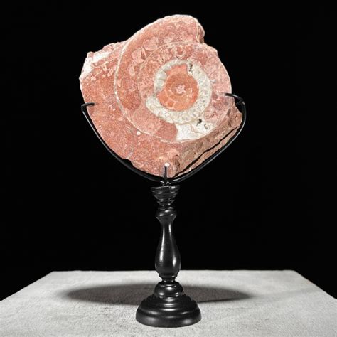 Stunning Ammonite On A Custom Stand Fossil Skeleton Ammonoidea 22