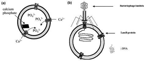 Polymers Special Issue Bioinspired Polymers