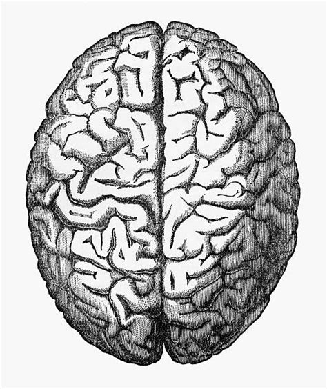 Temporal Lobe Illustrations Royalty Free Vector Graphics And Clip Art Istock