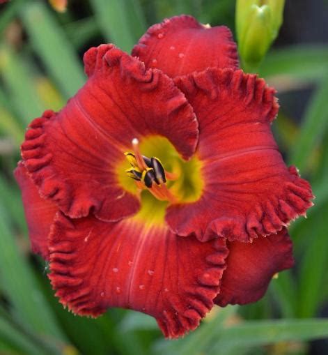 Red Rock Candy Indian Camp Daylilies