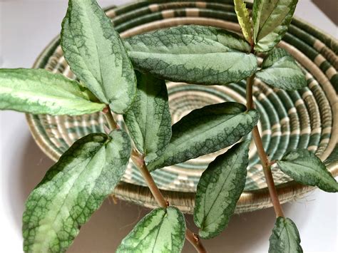 Pellionia Repens Trailing Watermelon Begonia Plants Plant Leaves