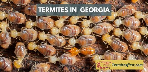 Termites In Georgia Identify And Prevent Home Infestations Termites