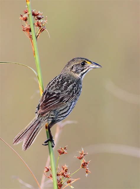 Seaside Sparrow Cape Sable Ebird