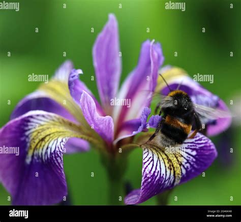 Bumblebee Bumble Bee Bumble Bee Humble Bee Collecting Pollen In A