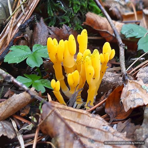 Ai创作图橙盖鹅膏菌 鹿角珊瑚菌 薄黄鸡油菌 黄耳蕈 孢子头虫草花 毒蝇鹅膏菌 淡蜡黄鸡油菌 肚丝绣球菌 绒毛柄金钱菌 离褶伞科玉蕈属真菌 鬼伞属真菌 孢子虫草花 金针云耳 蘑菇牛鞭花 毛柄