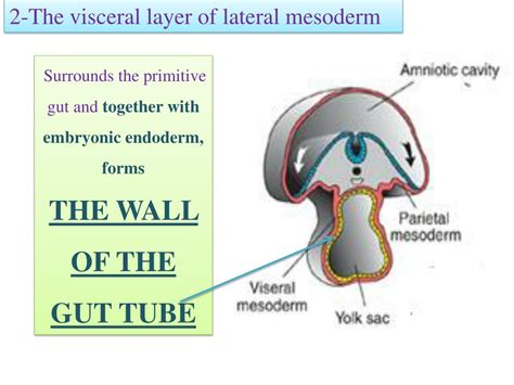 Ppt Derivatives Of The Ectodermal Germ Layer Powerpoint Presentation Id 1981616