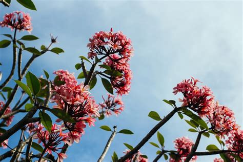 Bildet tre natur gren blomstre anlegg blad blomst floral vår