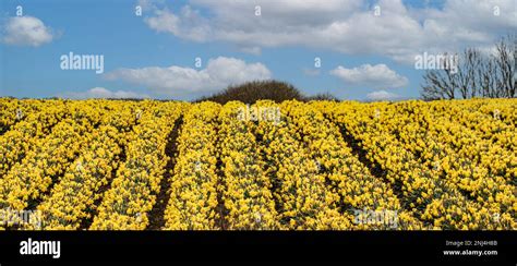 Daffodil Fields Celebrating St Davids Day Wales Stock Photo Alamy