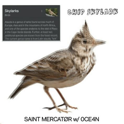 Stream Saint MercatØr Chip Skylark W 0ce4n Jayms By 0ce4n Ohshh