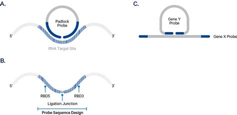 Xenium Panel Design Concepts And Terms Official 10x Genomics Support