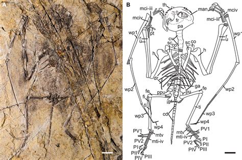 Cascocauda Rong A Newly Described And Nearly Complete Pterosaur From