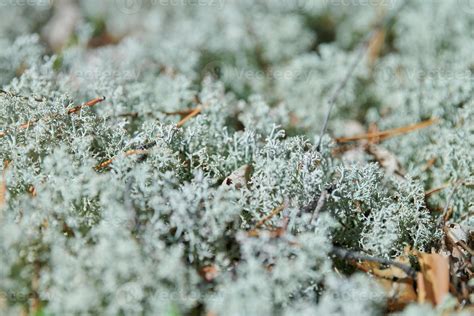 Moss Lichen Cladonia Ranerina Grey Reindeer Lichen Beautiful Light