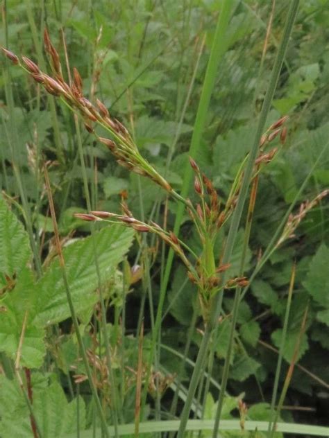 Juncus Inflexus L Hard Rush World Flora Plntnet Identify