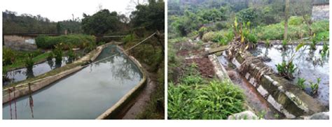 Experimental Ecological Engineering With Vegetation Ponds And Ditches