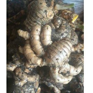 Jual TEMULAWAK SEGAR 1KG TEMULAWAK SEGAR Shopee Indonesia