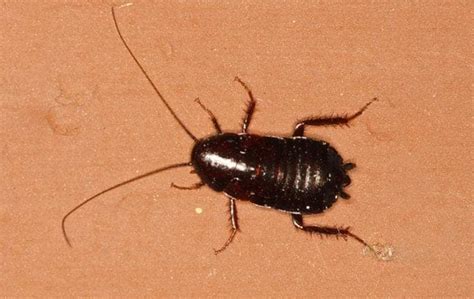 A Guide To Oriental Cockroach Prevention In Ca Pro Active Pest Control