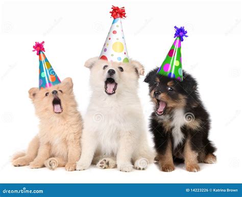 Perritos Que Cantan La Canción Del Feliz Cumpleaños Foto De Archivo