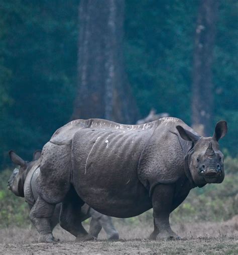 2 Rhino Horns Worth 3 Crores Seized By Delhi Police 4 Held