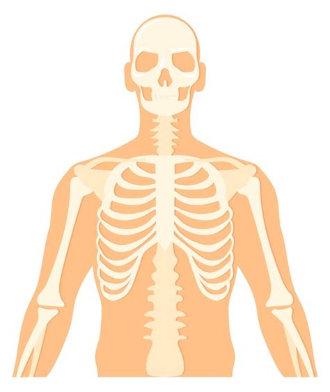 상체 신체 구조 인간의 골격 해부학 프리미엄 벡터