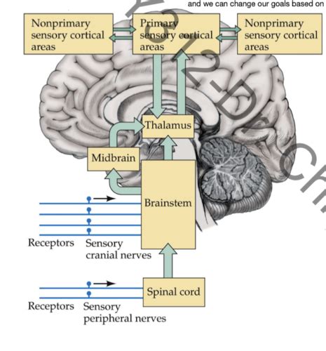 Cognitive Neuroscience Lecture 8 Motor Control Flashcards Quizlet