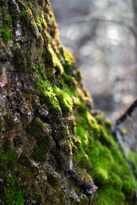 Moss Trees Forest Free Photo On Pixabay Pixabay