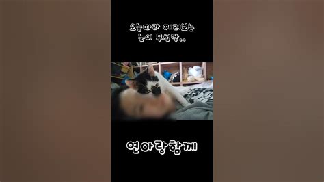매일 아침을 연아와 함께 고양이 냥춘기 Shorts 고양이일상 연아랑함께 Cat Cute 길냥이구조 사랑스러운 Youtube