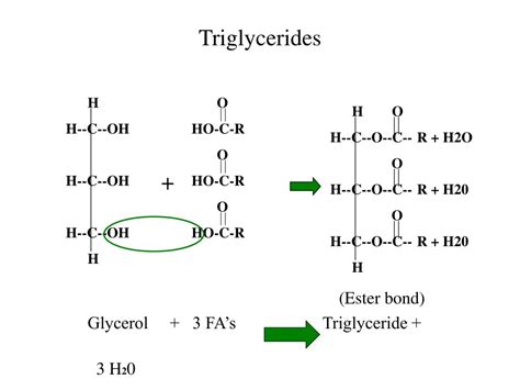 Ppt Lipids Powerpoint Presentation Free Download Id6898454