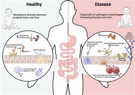 Intestinal Fungal Host Interactions In Promoting And Maintaining Health Cell Host And Microbe