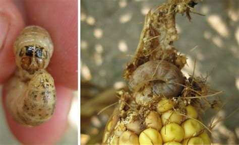 Western Bean Cut Worm