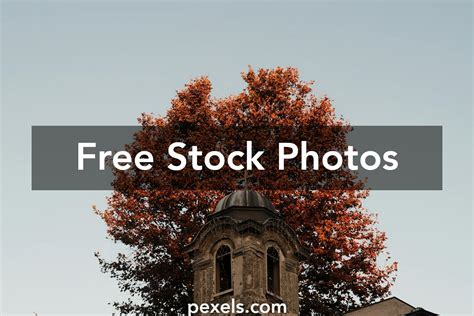 Tree Structure Photos Download The Best Free Tree Structure Stock