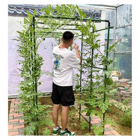 Trellising Squash And Zucchini Plants