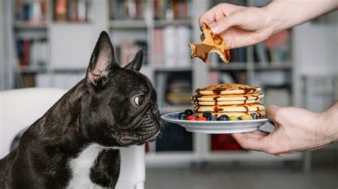 Los Alimentos Que Nunca Deberías Darle A Tu Perro