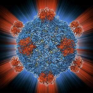 Type II Topoisomerase Molecule Photograph By Laguna Design Fine Art