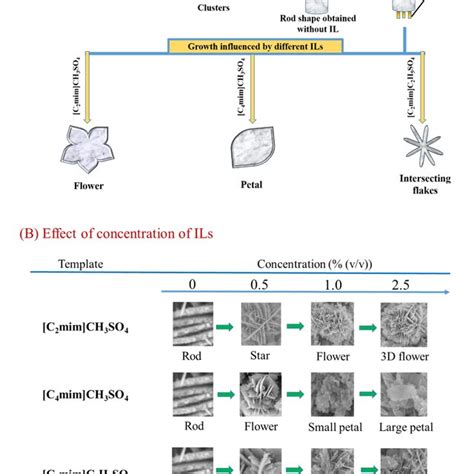 Schematic Illustration Of A The Process Of Formation Of Zno Download Scientific Diagram