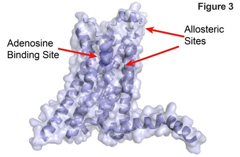 A2ar Immunotherapy