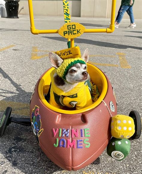 Vinnie James The Packers Chihuahua Makes Fans Smile At Lambeau Field