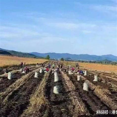 黑龙江宝清“顺安康”中药材喜获丰收 种植大王点赞好政策康经宇农户桔梗