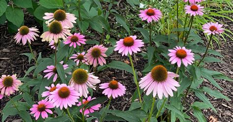 Choosing Native Plants For Your Garden — The Brookdale Park Conservancy