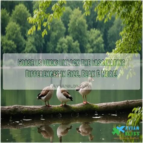Goose Vs Duck Unlock The Fascinating Differences In Size Beak And More