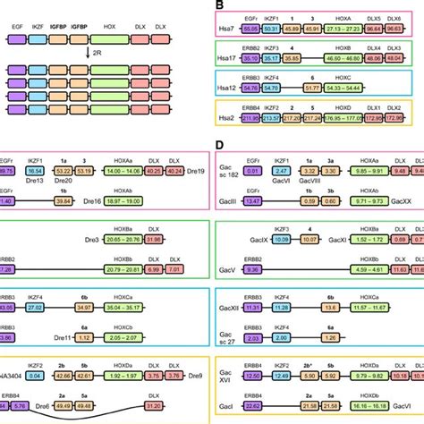 Representation Of Igfbp Genes Identified In Several Vertebrate Genomes
