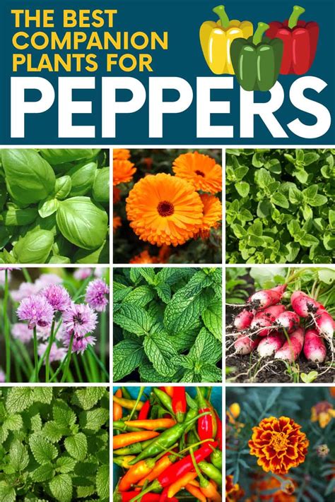 Companion Planting 16 Companion Plants For Peppers NBKomputer