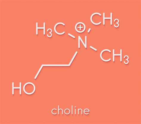 What Does Choline Bitartrate Do In Pre Workout