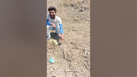 Amazingfacts Mostdangeroussnake Mostvenomousnskaes Snake Youtube
