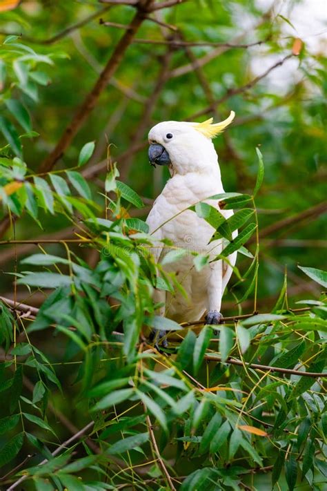 Cockatoo Parrot Sitting On A Green Tree Branch In Australia Big White
