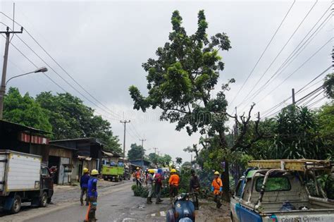 A Number Of Workers Were Cutting Trees Editorial Photography Image Of